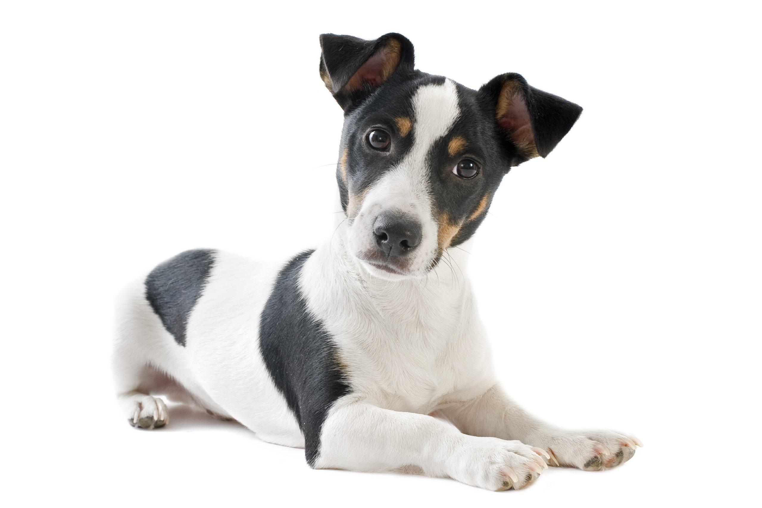 Gladharige Honden Dj Trimsalon Gladharige Honden Dj Trimsalon